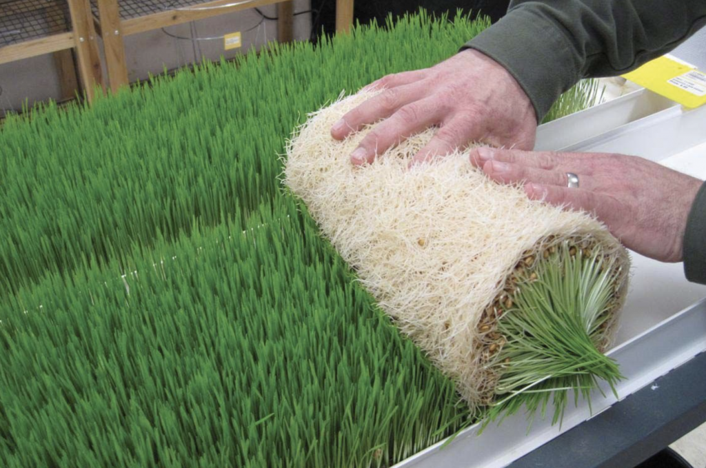 Hydroponic animal feed - Yokwe Technologies